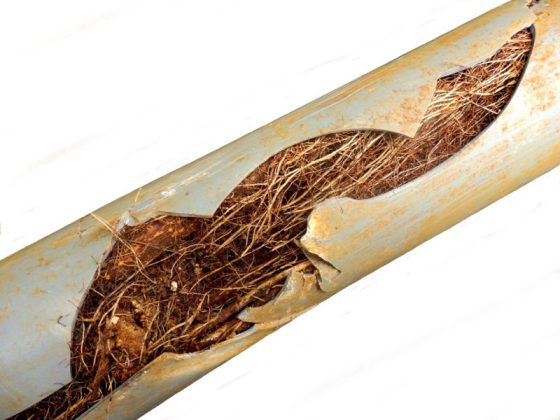 What to Do About Tree Roots in Your Drain Pipes - RooHome